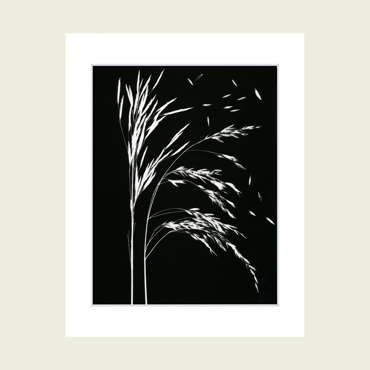 Florigin / Photogram Original Print / 10x8" – Marketspot